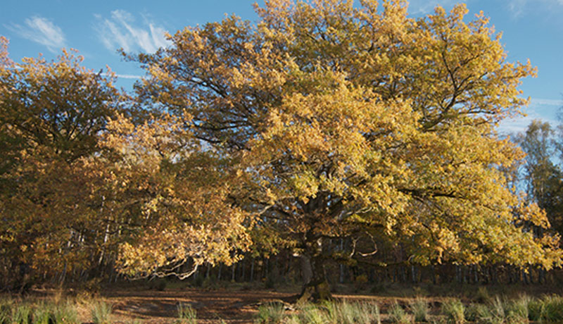 La Quercia e i suoi abitanti al cinema dal 25 gennaio - Magazine Webtic